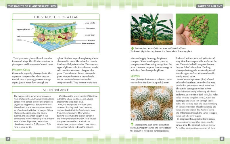 Book Farm Llc Nonfiction Books Basics Of Plant Structures The 23