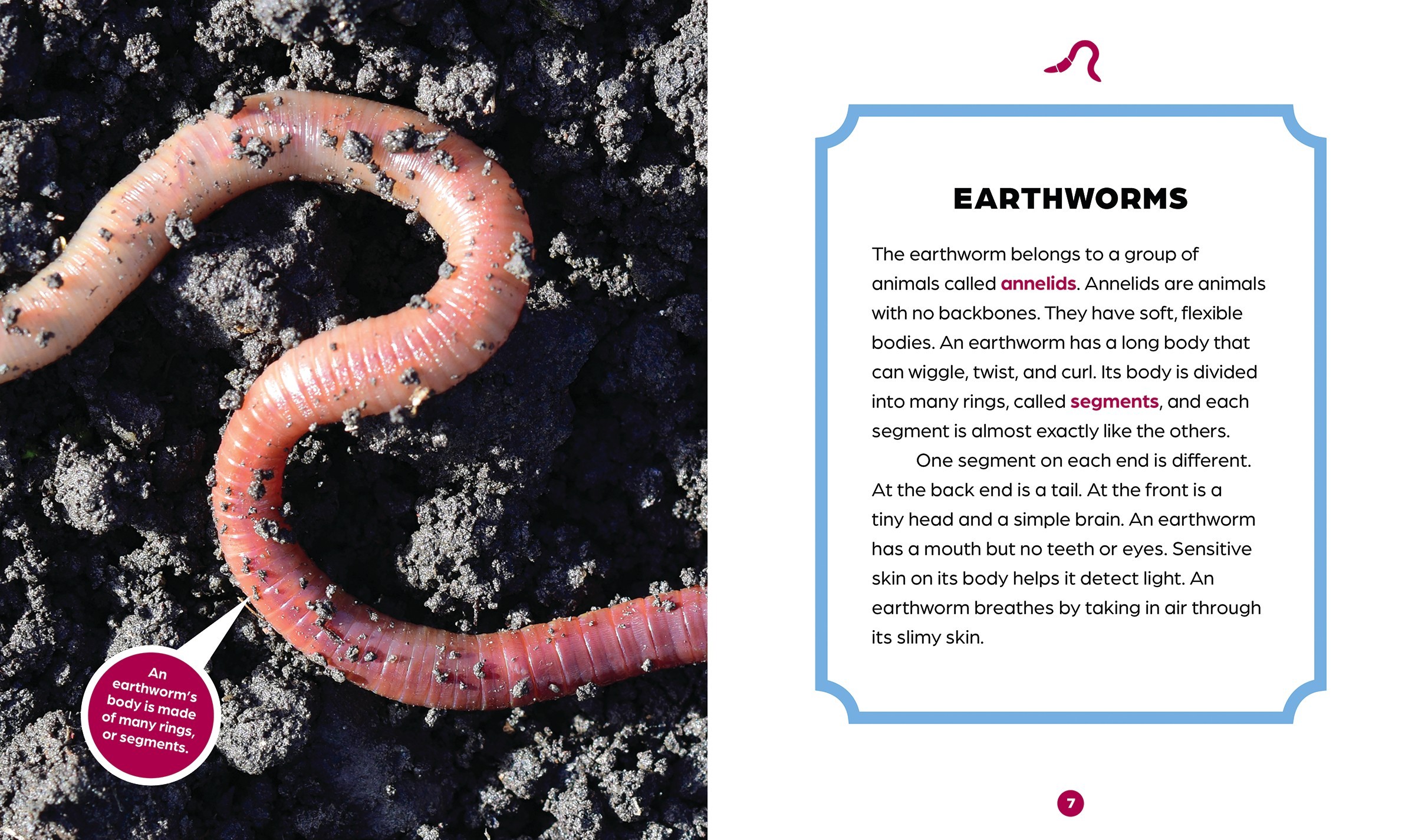 Book Farm LLC > Nonfiction Books > Life Cycle of an Earthworm, The (23)