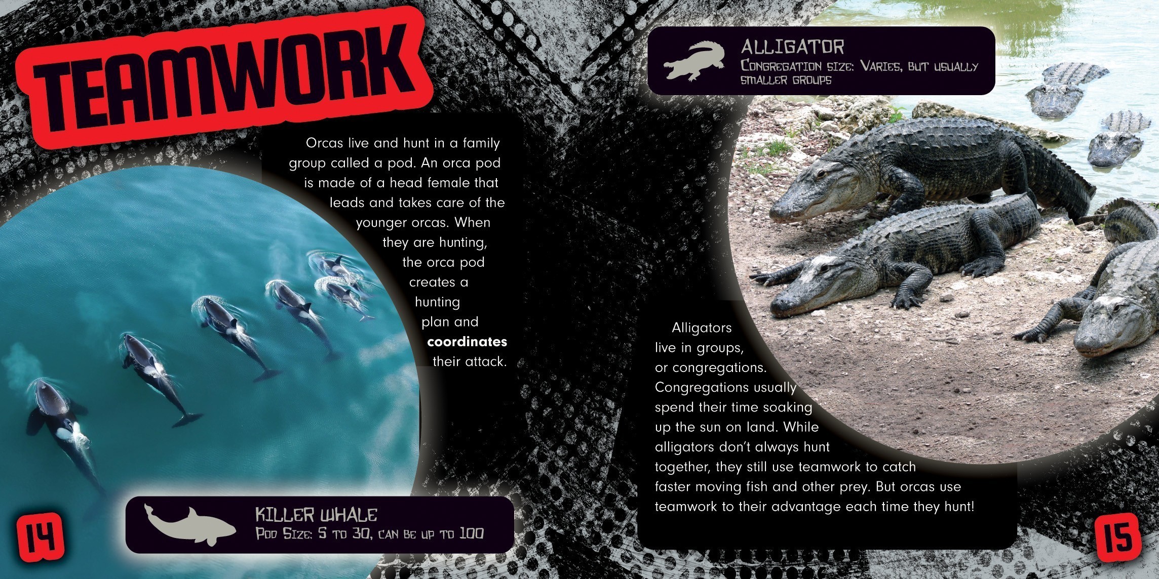 Book Farm LLC > Nonfiction Books > Killer Whale vs. Alligator (23)