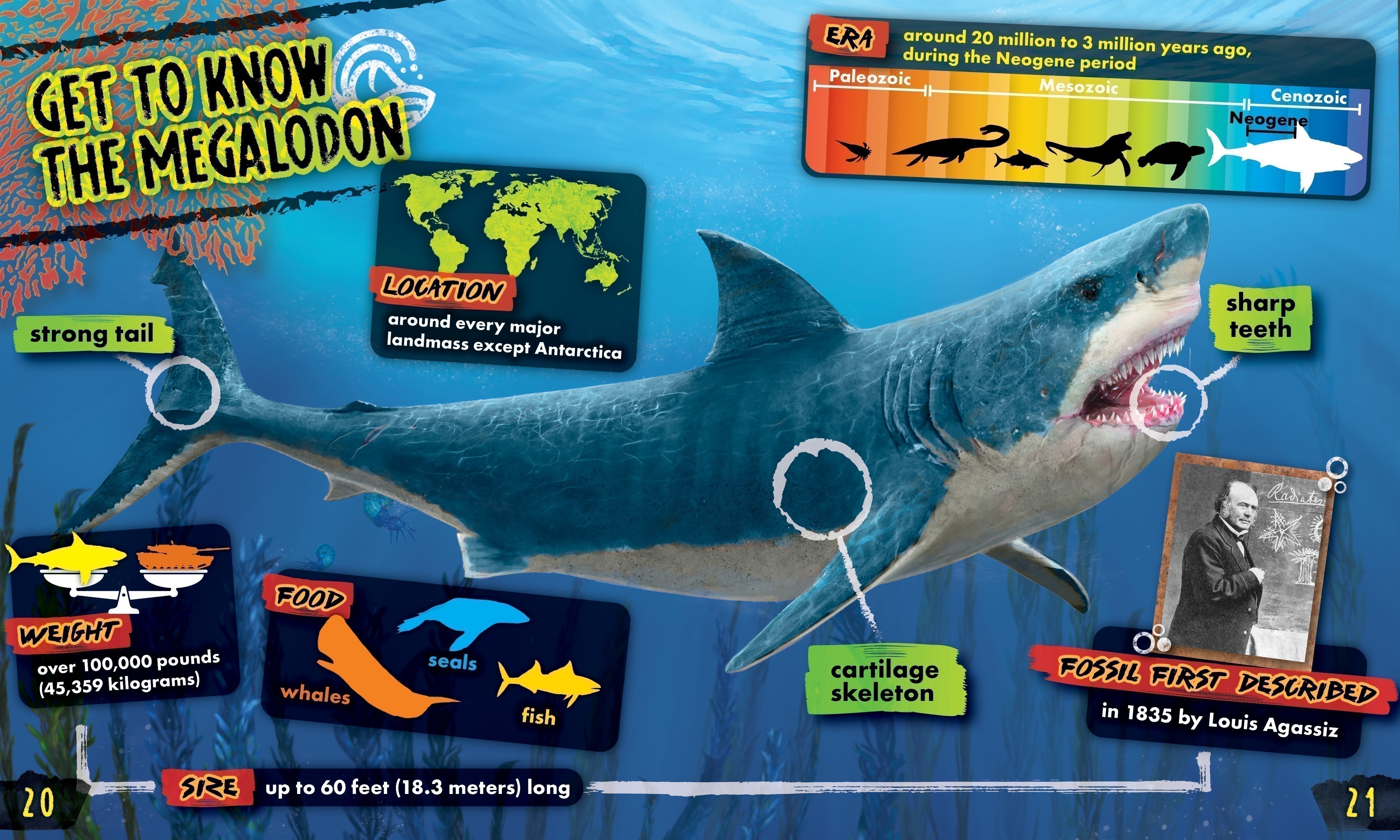Book Farm LLC > Nonfiction Books > Megalodon (23)