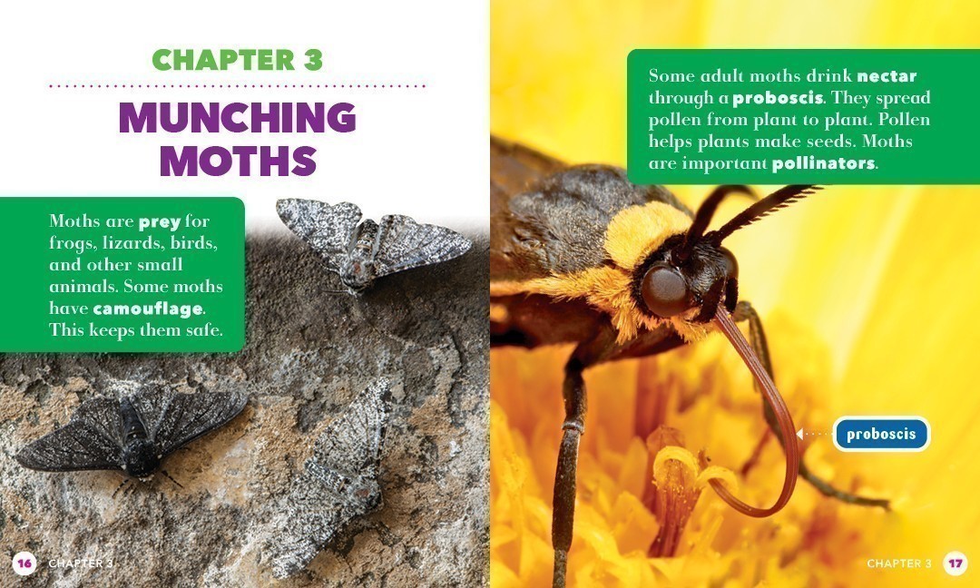 Book Farm LLC > Nonfiction Books > All About Moths (25)